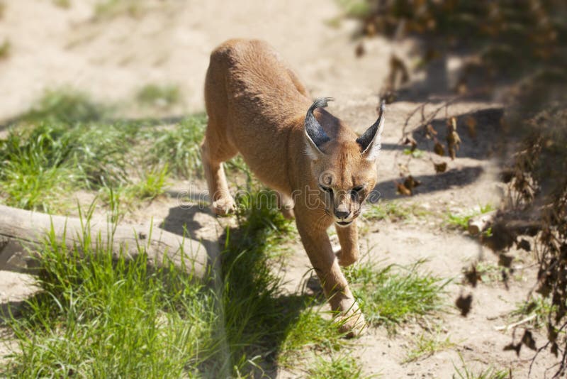 171 Caracal Cat Hunt Stock Photos - Free & Royalty-Free Stock Photos ...