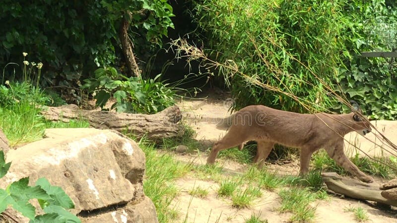 Caracal Cat Walking in Nature Environment. Stock Footage - Video of ...