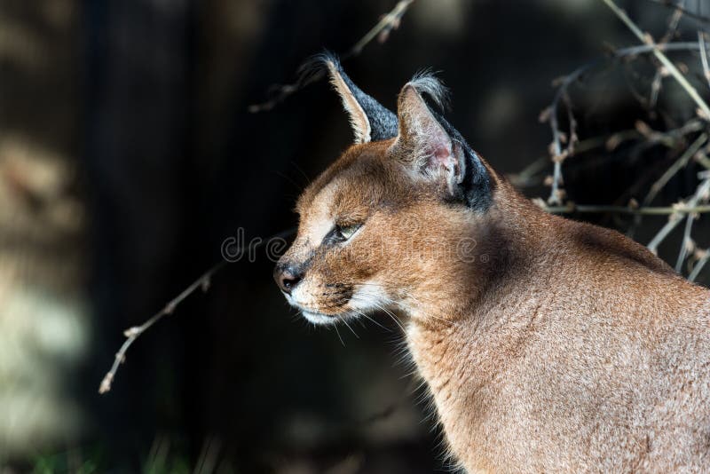 Caracal stock image. Image of shadow, sunlight, mammal - 62158491