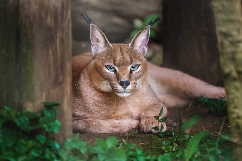 Caracal or Desert Lynx stock image. Image of carnivorous - 308469447
