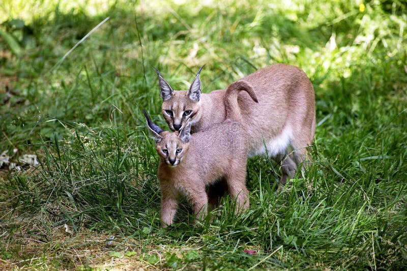 CARACAL Caracal Caracal, FEMALE with CUB Stock Image - Image of face ...
