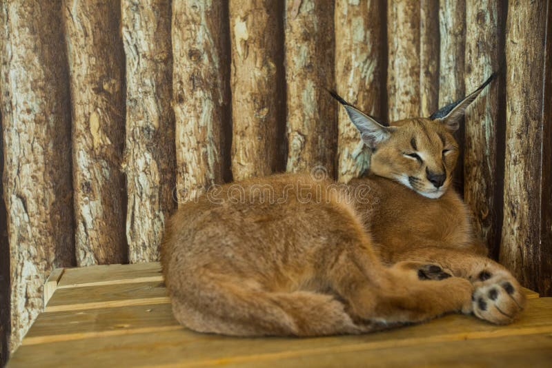 Den Caracal Katten, Den Stora Katten, Katter, Isolerade Bakgrund ...