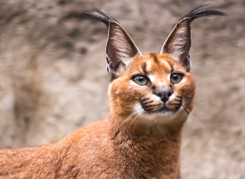 Caracal Looking for Some Prey Stock Photo - Image of mammal, prey ...