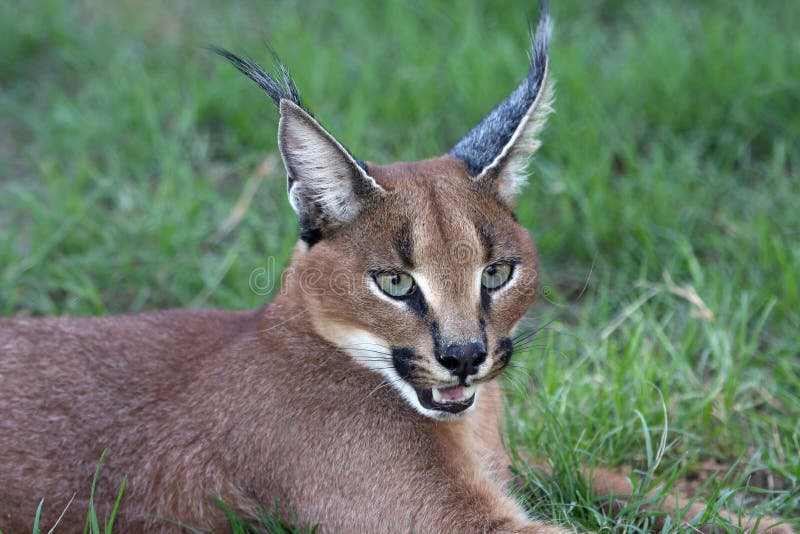 Caracal or Lynx Portrait stock image. Image of exotic - 13862975