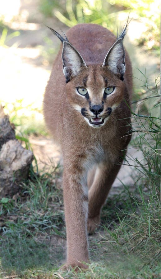 Caracal or Lynx Portrait stock photo. Image of feline - 14026926