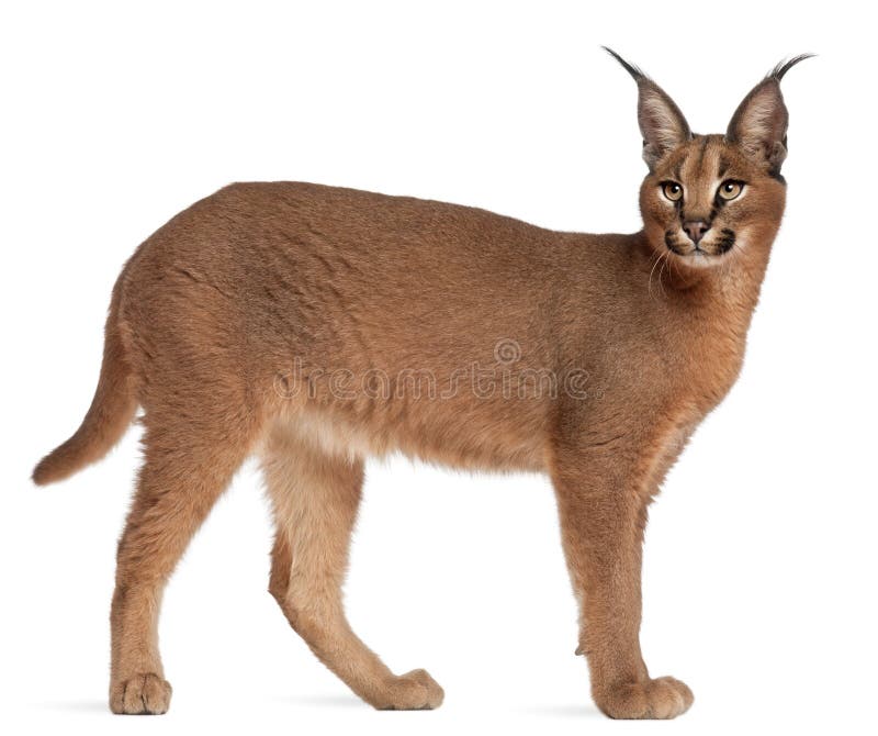 White Caracal