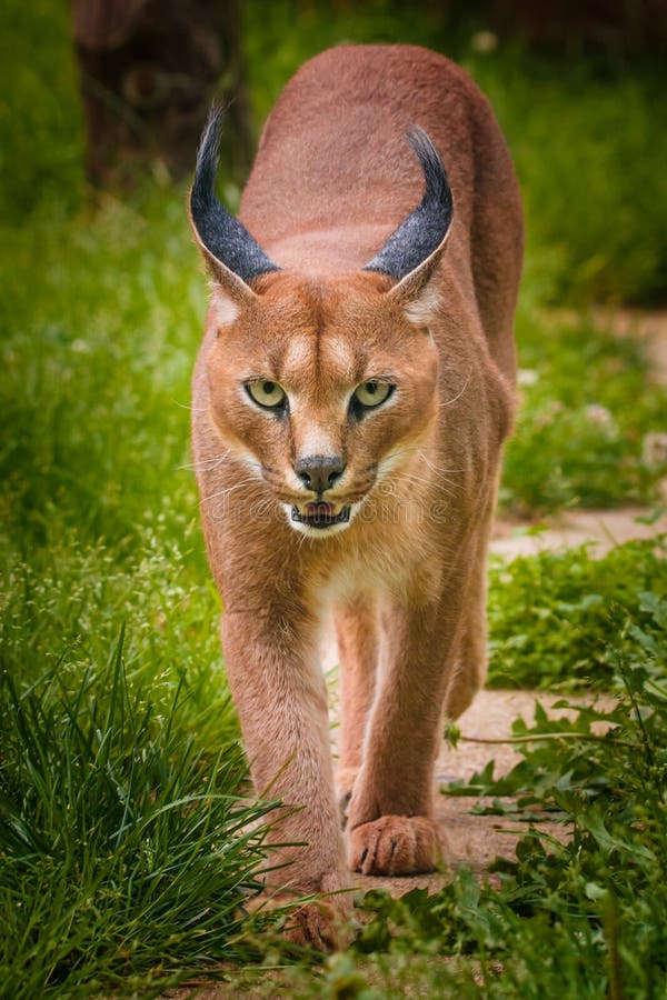 Caracal Walking, South Africa, (Felis Caracal) Stock Image - Image of ...