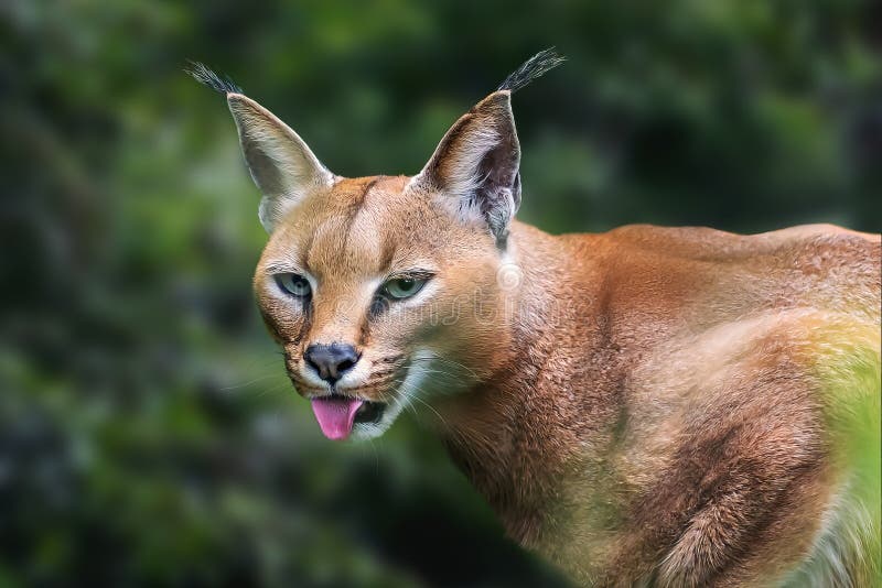Caracal showing tongue stock photo. Image of cute, caracal - 308468652