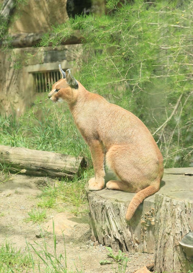 Caracal stock image. Image of danger, lurking, caracal - 54978125