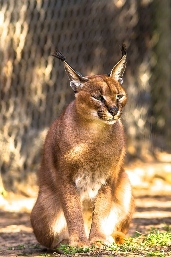 Caracal stock image. Image of wildlife, walking, crouch - 47916227
