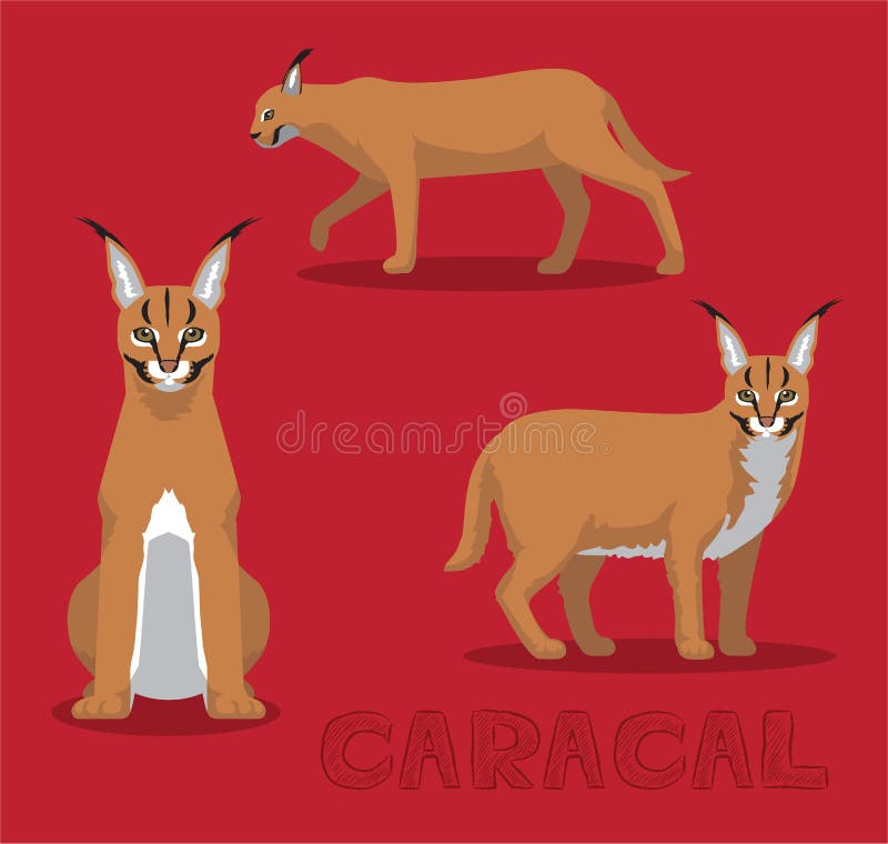 Caracal Wild Cat Cartoon Vector Illustration Stock Vector ...