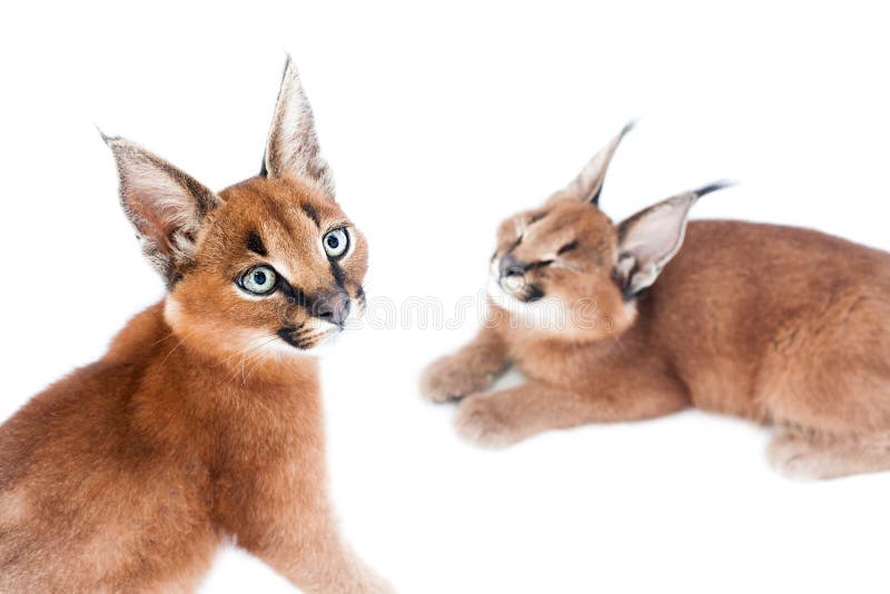 Caracal Young Cat stock image. Image of blue, africa - 37520669