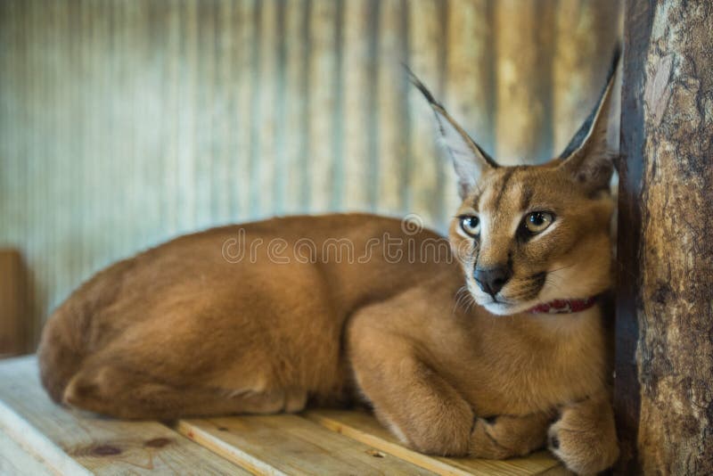 Caracalkat, Grote kat, Kat stock foto. Image of afrikaans - 83255216
