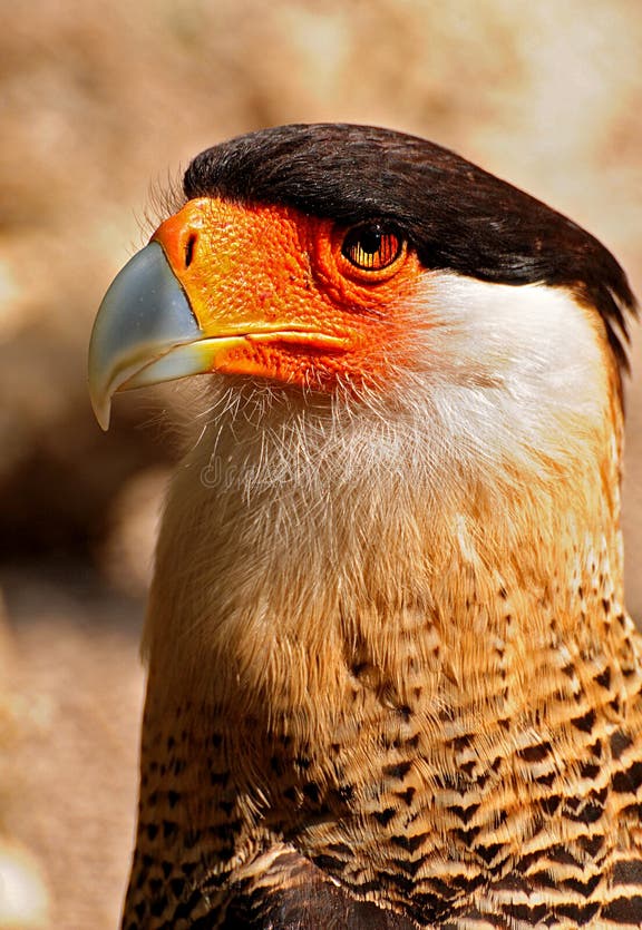 Caracara stock photo. Image of feathers, colorful, bird - 11033128