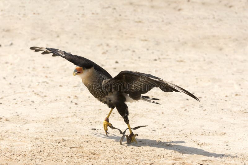 Caracara hawk in Italy stock photo. Image of nature - 115714318