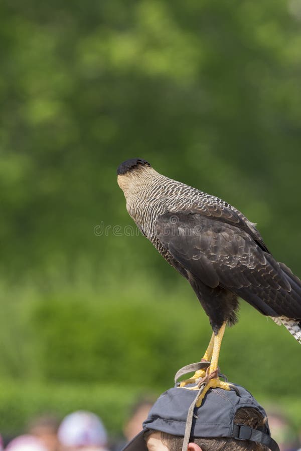 Caracara hawk in Italy stock photo. Image of nature - 115714188