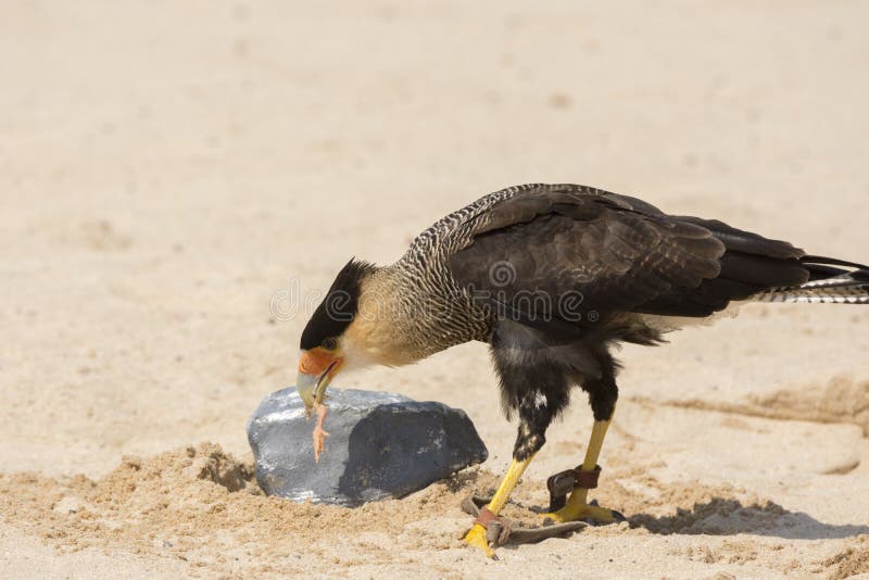 Caracara hawk in Italy stock photo. Image of nature - 115714260