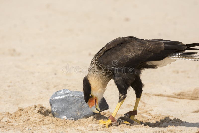 Caracara hawk in Italy stock image. Image of outdoor - 115714285