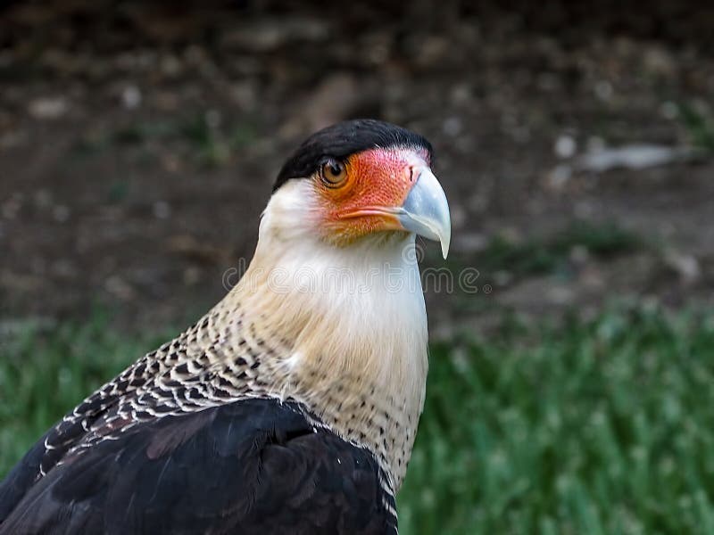 Caracara Plancus Hawk stock photo. Image of caracara - 98781918