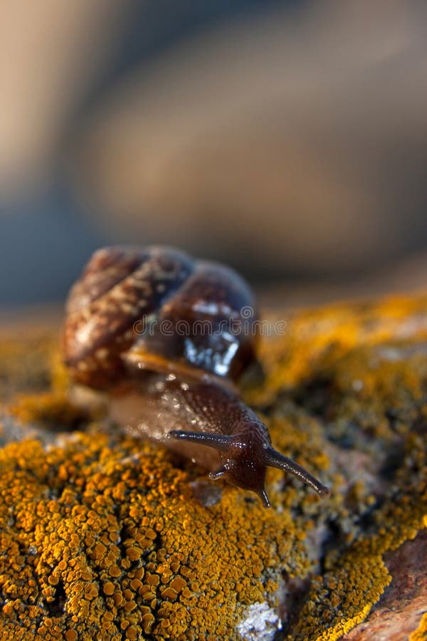 Caracol foto de archivo. Imagen de arrastre, amarillo - 10236394