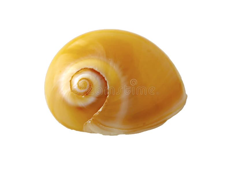 Caracol foto de archivo. Imagen de océano, calcio, agua - 16285686