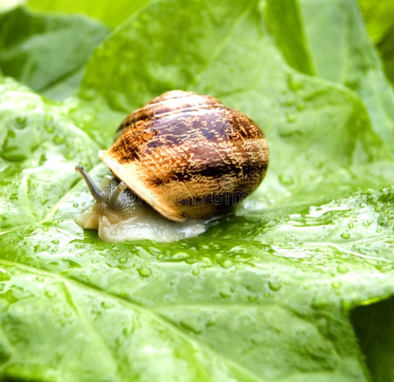 Caracol imagen de archivo. Imagen de singular, agua, insecto - 2263071