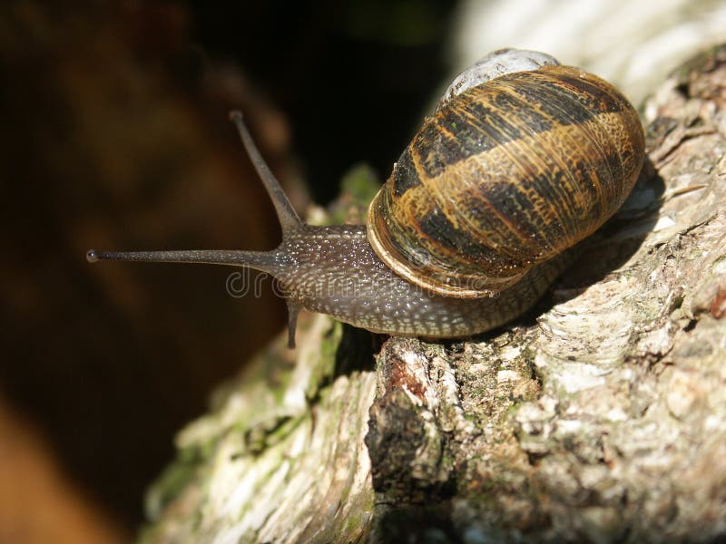 Caracol foto de stock. Imagem de macro, caracol, jardim - 41210272