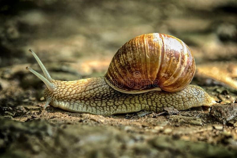 27,779 Caracol Lento Fotos - Fotos de Stock Gratuitas e Fotos Royalty ...