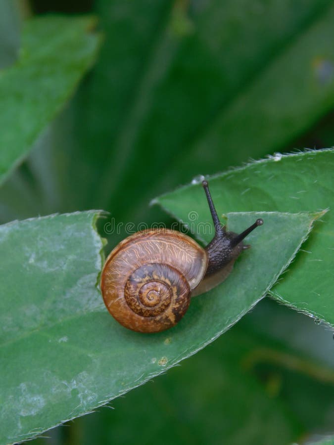 Caracol foto de archivo. Imagen de flores, vivir, verano - 75209418