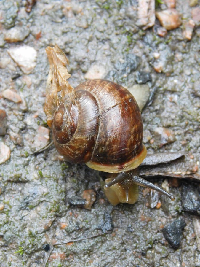 Caracol foto de archivo. Imagen de flores, vivir, verano - 75209418