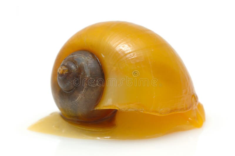 El Caracol Amarillo Con Los Huevos En Las Hojas Verdes Foto de archivo ...