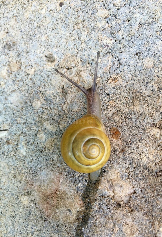 Caracol amarillo imagen de archivo. Imagen de cubo, molusco - 74595265