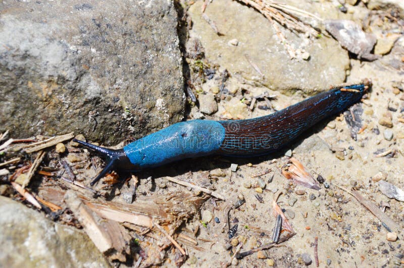 Caracol azul imagen de archivo. Imagen de macro, mariposa - 81641917