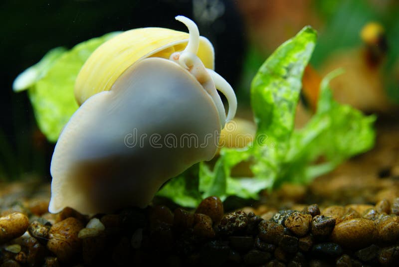 Caracol de agua imagen de archivo. Imagen de animal, amarillo - 8815029