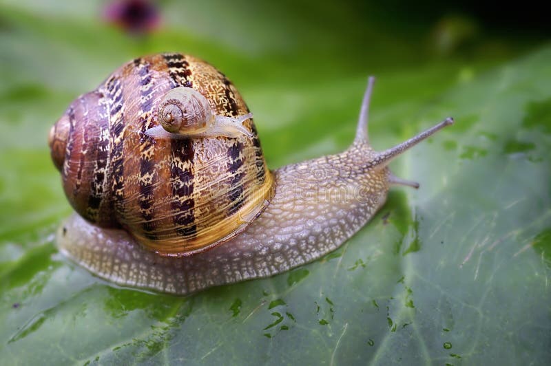 Caracol de bebê imagem de stock. Imagem de cuidado, ajuda - 12848213