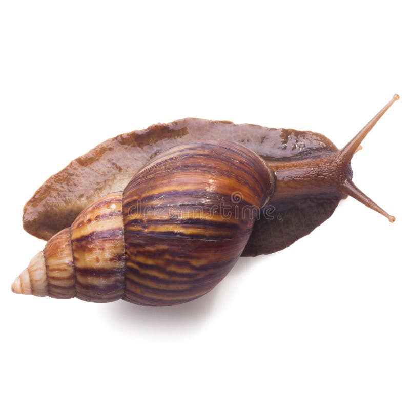 Caracol De Jardim Em Um Fundo Branco Foto de Stock - Imagem de muco ...