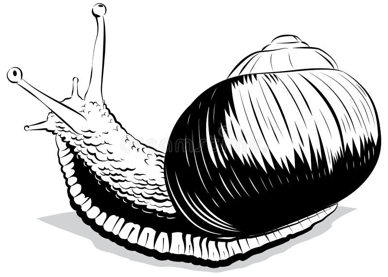 Caracol Del Ejemplo Del Vector Ilustración del Vector - Ilustración de ...