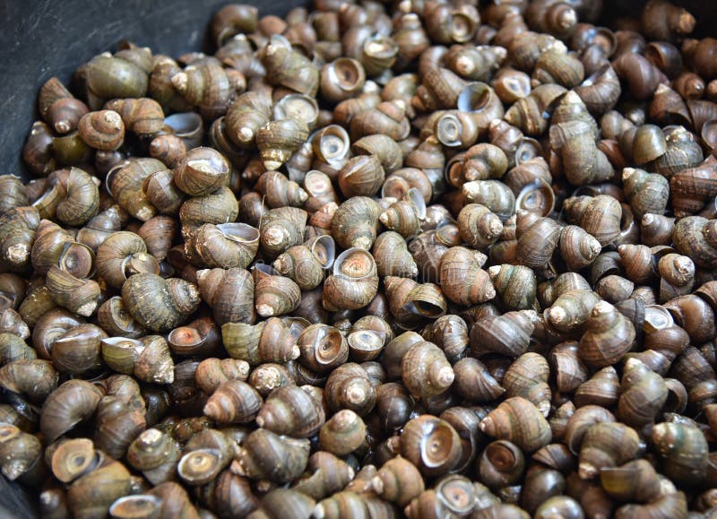 Sopa Del Curry Del Caracol Del Río Imagen de archivo - Imagen de verde ...
