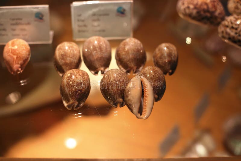 Caracóis De Mar Ou Moluscos Marinhos Do Gastrópode Imagem de Stock ...