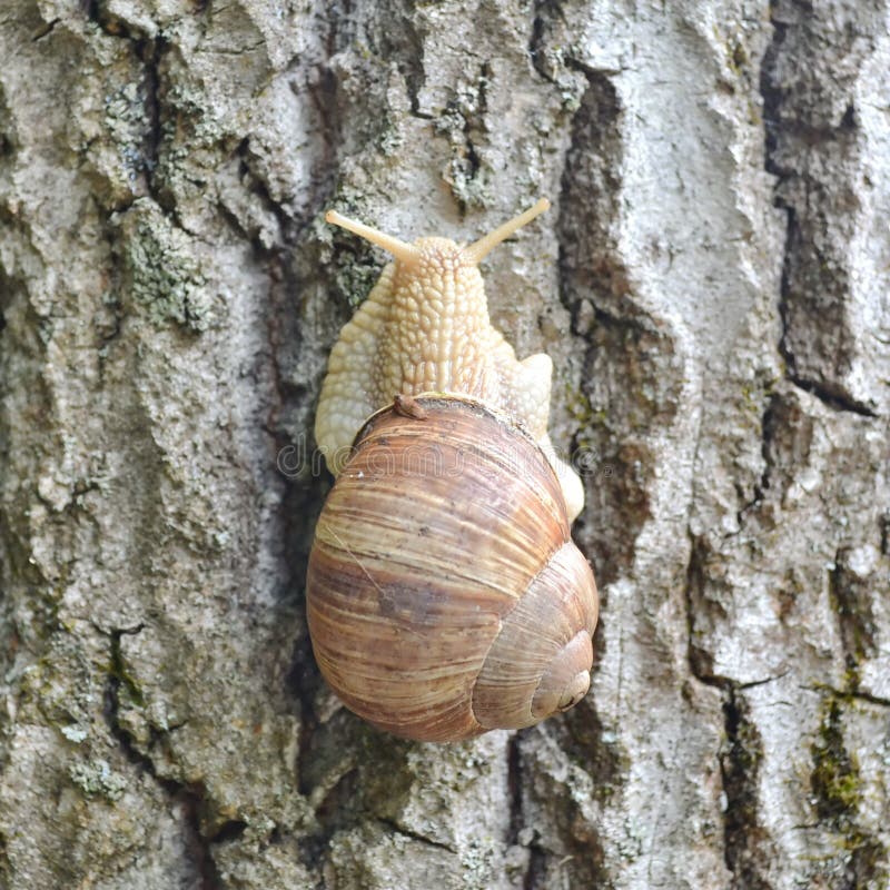 Un Caracol En Un árbol En El Bosque Arrastrándose Sobre Una Rama En El ...