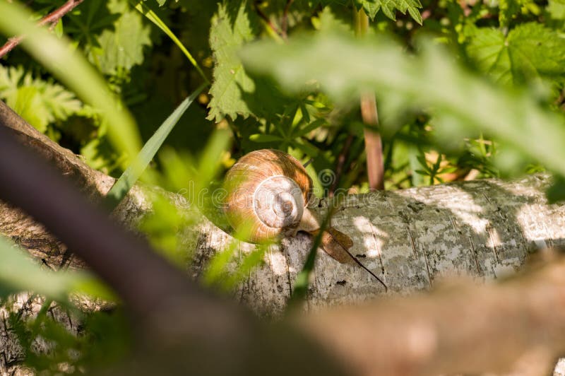 Un Caracol En Un árbol En El Bosque Arrastrándose Sobre Una Rama En El ...