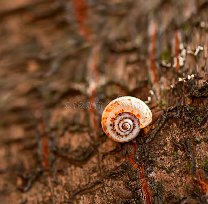 Caracol en un árbol foto de archivo. Imagen de corteza - 27301114