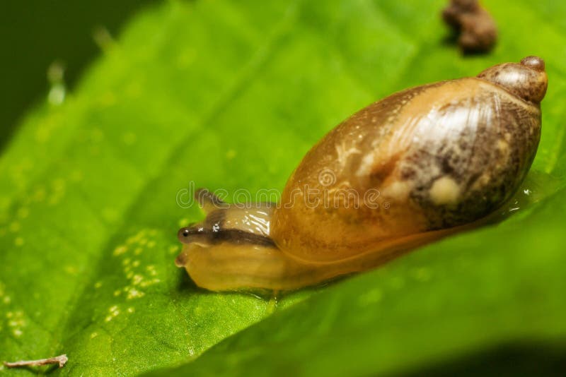 Caracol en una hoja, macro foto de archivo. Imagen de hoja - 76835830