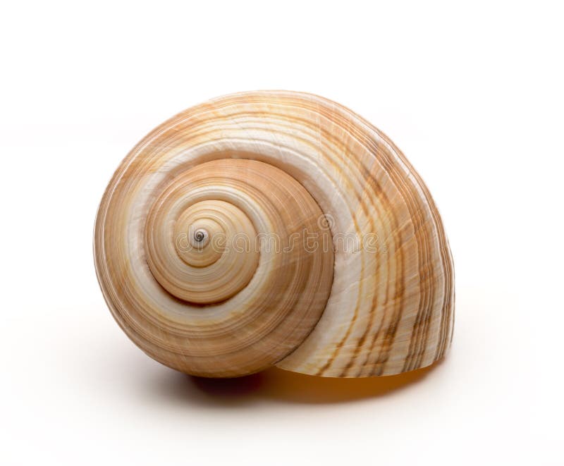 Caracol Grande Shell Del Océano Imagen de archivo - Imagen de conjurar ...