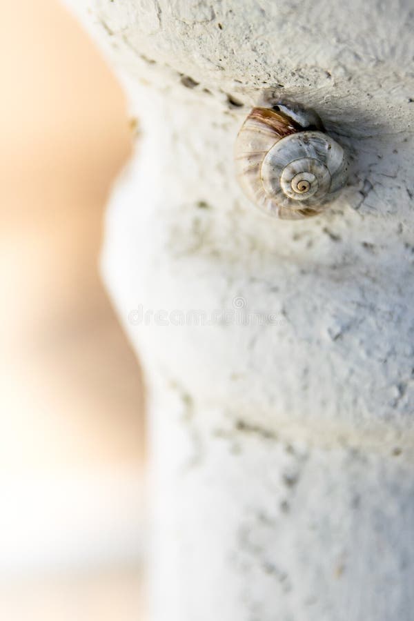 Caracol macro foto de archivo. Imagen de lingote, delicado - 59589986