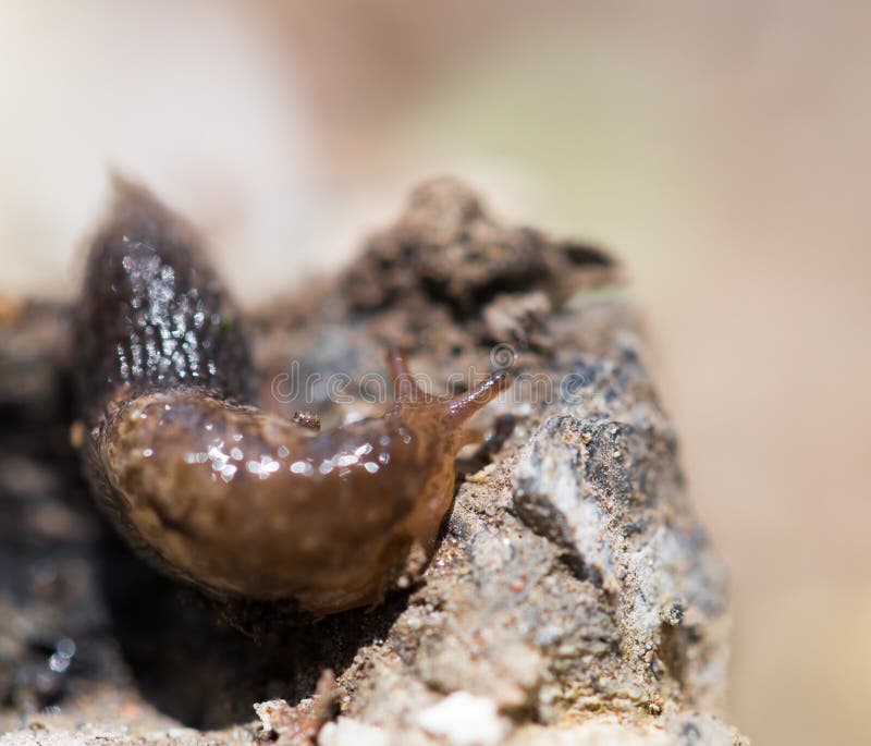 Caracol na natureza Macro foto de stock. Imagem de folha - 102489680