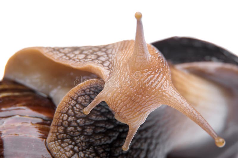 Caracol No Macro Branco Do Fundo Imagem de Stock - Imagem de lento ...