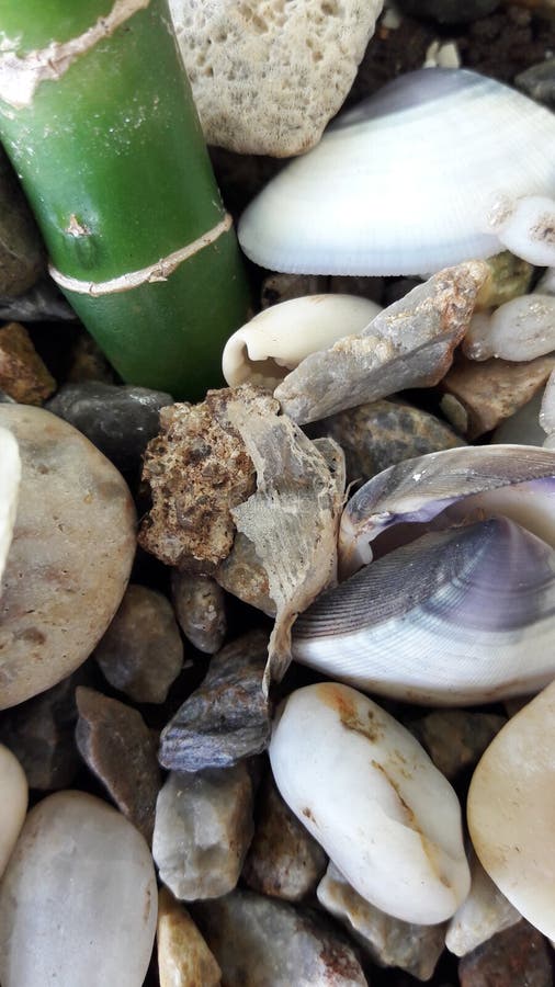 Caracol stock photo. Image of live, caracol, green, seashell - 91560584