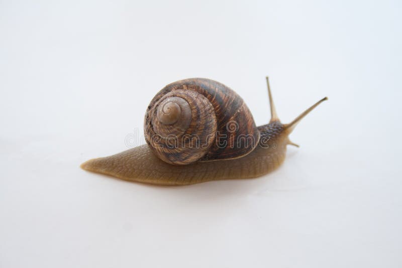 Caracol Que Garrapatea En Blanco Foto de archivo - Imagen de mojado ...