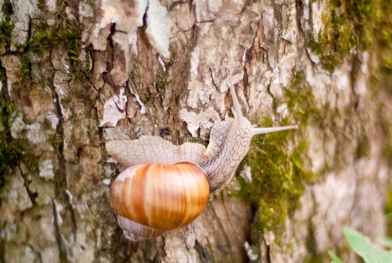 Caracol que sube en árbol foto de archivo. Imagen de caracol - 26003294